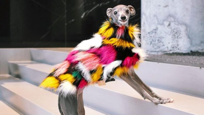 Tika the Iggy – upoznajte vašeg novog omiljenog modnog influensera ...